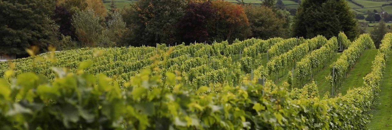 Montgomery Vineyard | Buy direct on EeBriaTrade | Nationwide Drinks ...